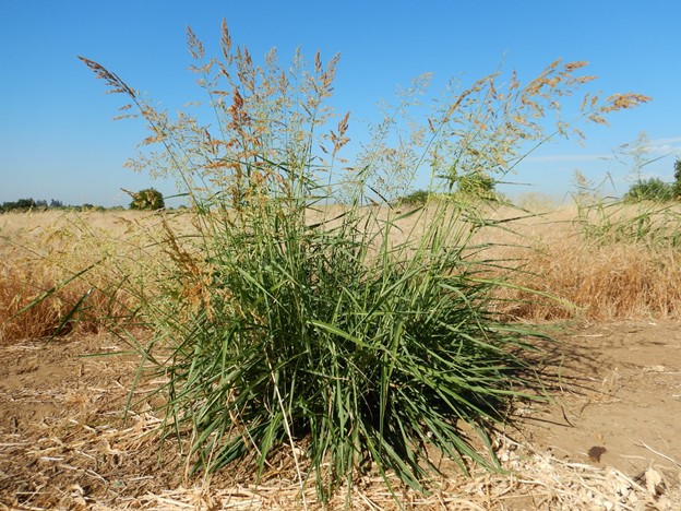 Johnson Grass Seed Head